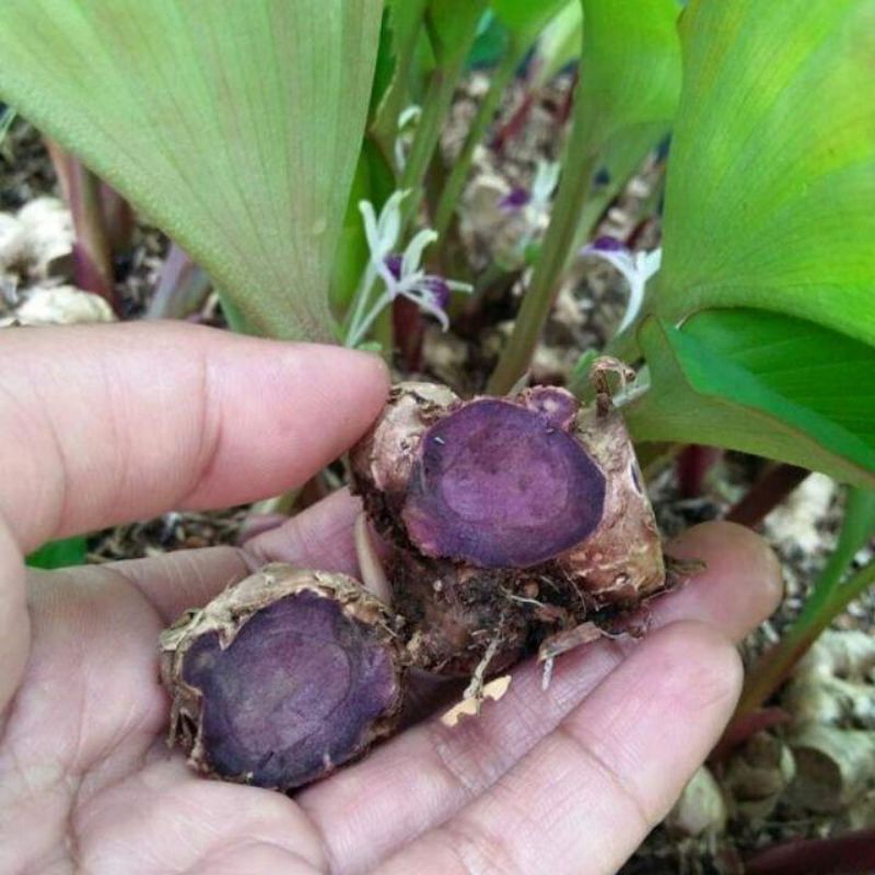 Jual TEMU IRENG ASLI ORIGINAL SEGAR 1/4 KG | Shopee Indonesia