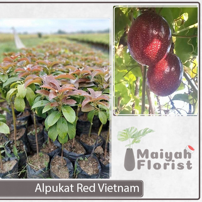 Jual Bibit Tanaman Buah Alpukat Red Vietnam - Cepat Berbuah - Alpukat ...