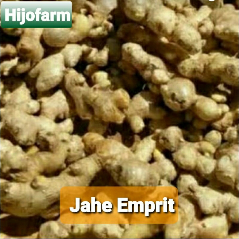 Jual Jahe Emprit Segar 500 Gr | Shopee Indonesia