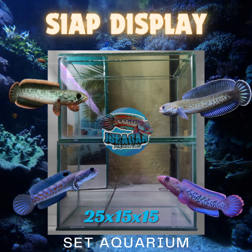 Jual Aquarium Set Channa Display Stewarti - Paket Aquarium Kaca Siap Display Andrao - Pulchra ...