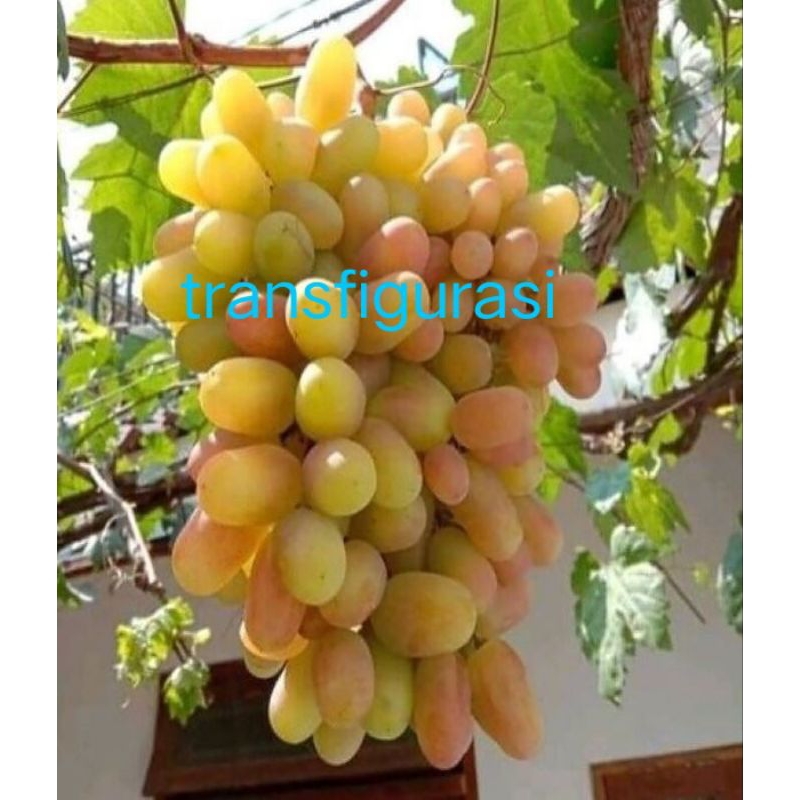 Jual Bibit anggur import TRANSFIGURASI | Shopee Indonesia