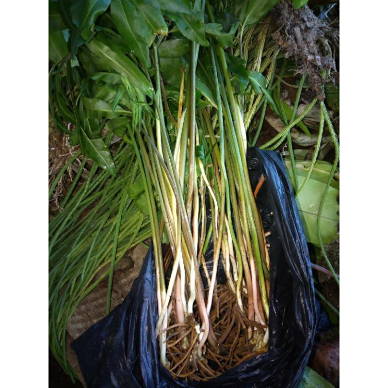 Jual Tanaman herbal tunjuk langit kondisi sudah tumbuh tanaman tunjuk langit | Shopee Indonesia