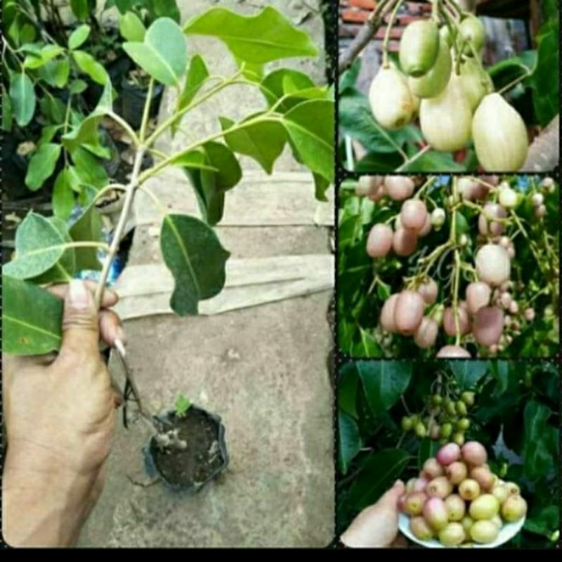 Jual Bibit Juwet Jamblang/Duwet Putih (Hasil Okulasi). Asli tanaman ...