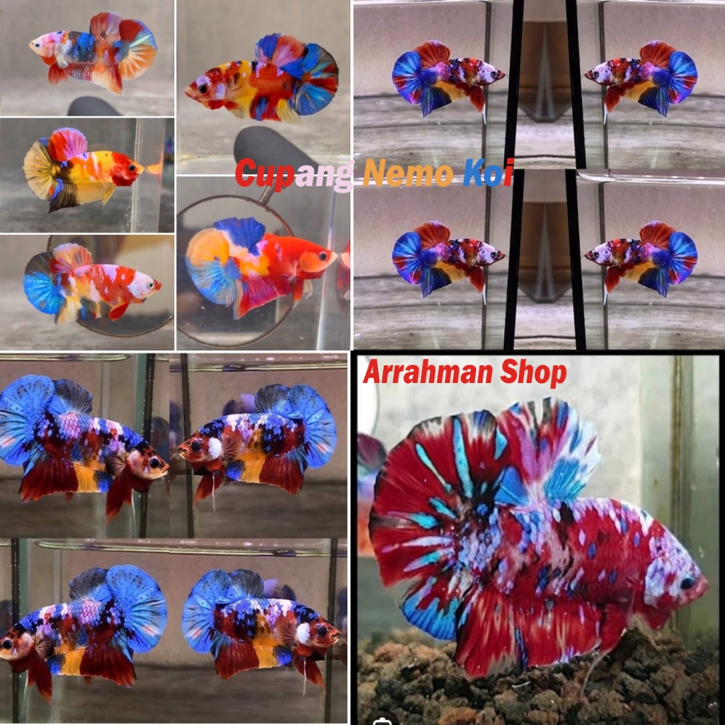 Jual Cupang Nemo - cupang nemo multicolor plakat nemo koi - ikan cupang ...