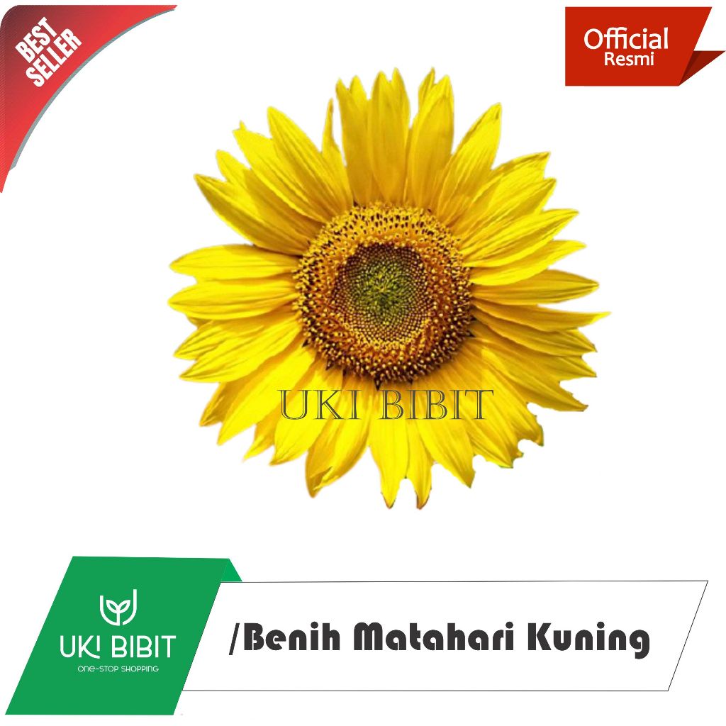 Jual ( 5 Butir ) Benih Biji Bunga Matahari Kuning | Shopee Indonesia