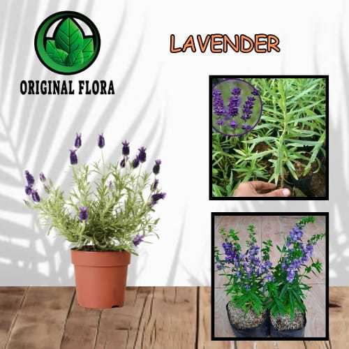 Jual Tanaman Pohon Lavender / Bunga Lavender tanaman pengusir nyamuk ...