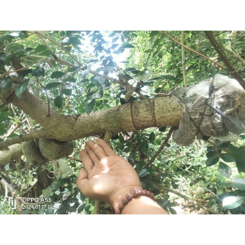 Jual Bahan waru wayang bonsai cangkok jumbo | Shopee Indonesia