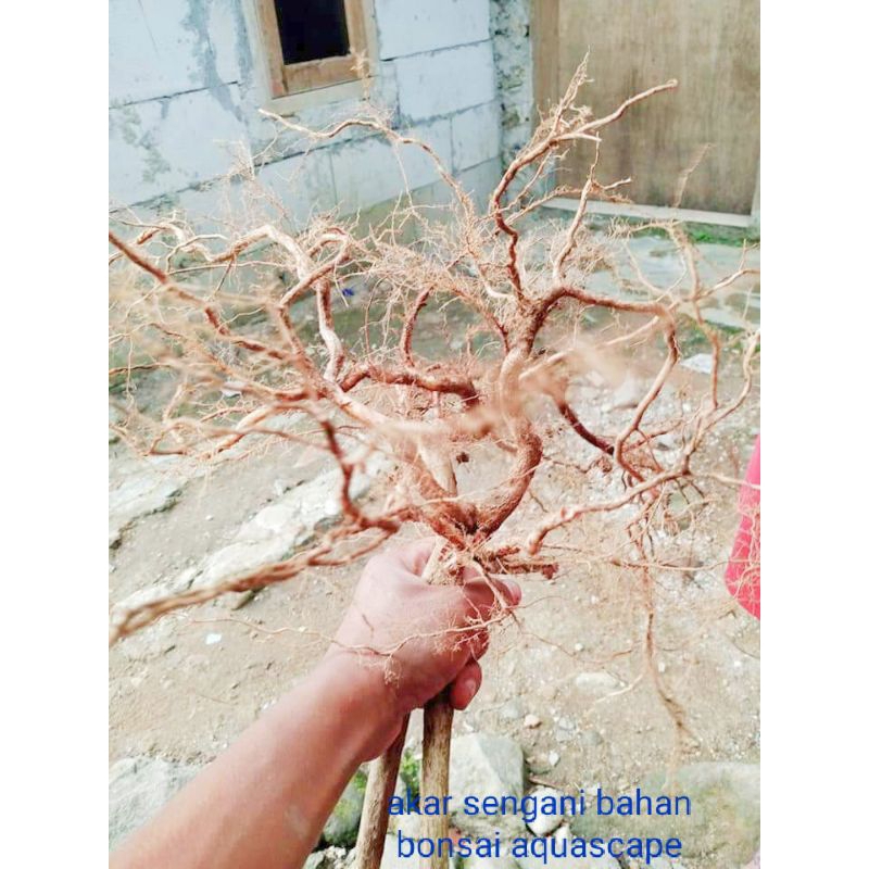 Jual akar kayu sengani aquascape | Shopee Indonesia
