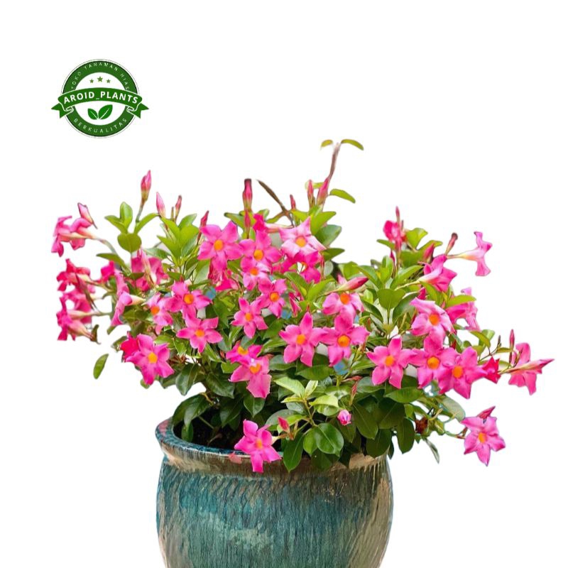 Jual Tanaman Hias Bunga Mandevilla Bunga Pink - Pohon Bunga Mandevilla ...