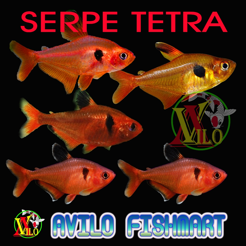 Jual ikan hias serpee merah red tetra aquascape fish | Shopee Indonesia
