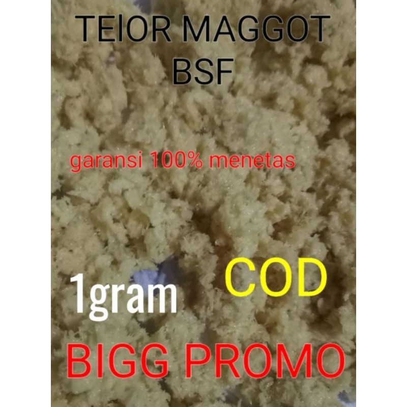 Jual telur maggot bsf 1 gram | Shopee Indonesia