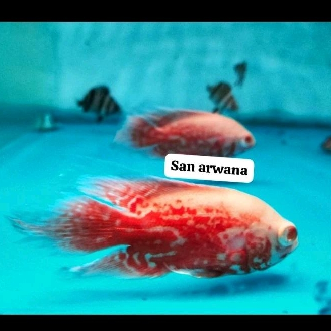 Jual Oscar red Nemo slayer gm impor good marking | Shopee Indonesia