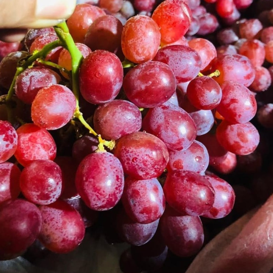 Jual Anggur Red globe / merah 500gr 1kg | Shopee Indonesia