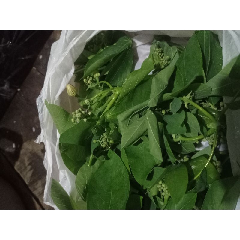 Jual Bunga Daun Singkong Karet Muda 50 gram | Shopee Indonesia