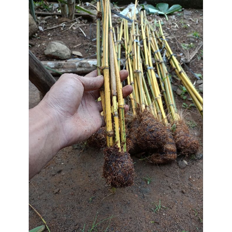 Jual Bambu kuning hias mini paket 5 pohon new | Shopee Indonesia