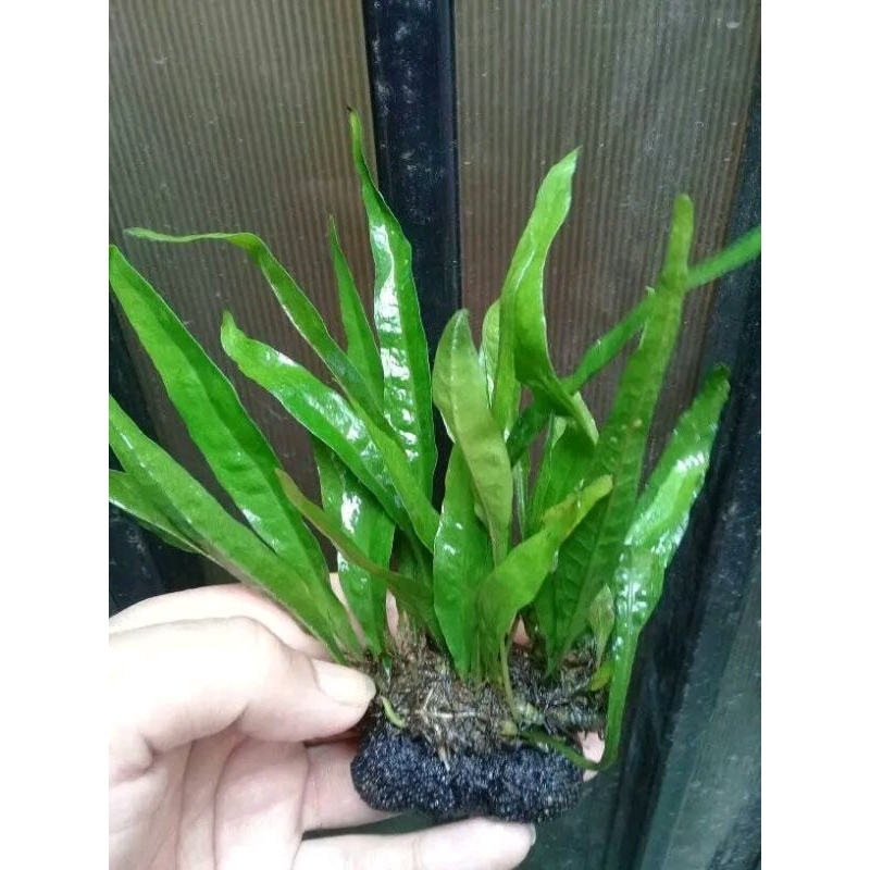 Jual Java fern kadaka media wabikusa tanaman aquascape - aquarium ...