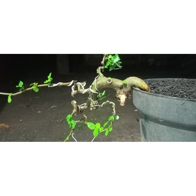 Jual Phusu bintang micro daun bulat (Celtis Chinensis) | Shopee Indonesia