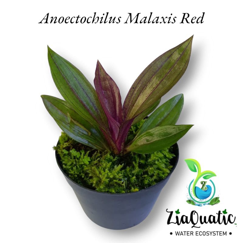 Jual Jewel Orchid "Anoectochilus Malaxis Red" - Tanaman Hias Paludarium ...