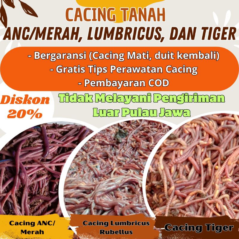Jual Cacing Tanah LUMBRICUS, ANC, dan TIGER / Cacing Tanah ANC/ Cacing ...