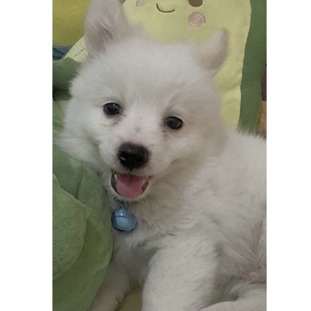 Jual Puppy - Anak Anjing MIX Mini Pom dan Terier HARGA TERMURAH ...