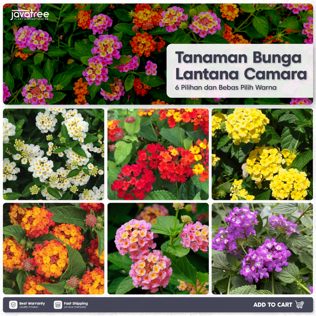 Jual JAVATREE - Tanaman Hias Rambat Bunga Lantana Camara Bebas Pilih ...