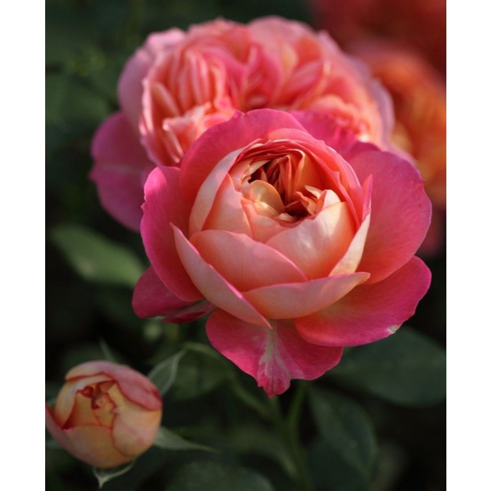 Jual Mawar Import Baby Romantica (Climbing) | Shopee Indonesia