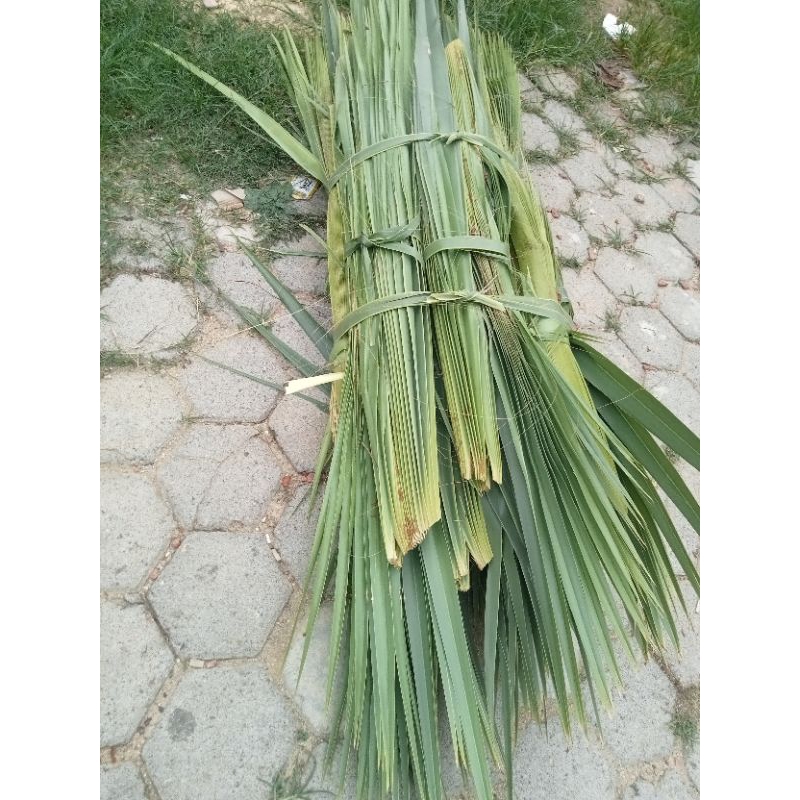 Jual Daun Lontar / Siwalan TUA Basah Fresh | Shopee Indonesia