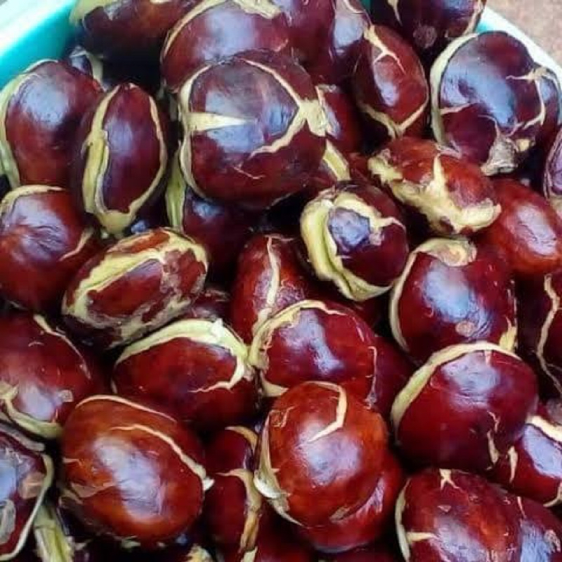 Jual jengkol tua super PREMIUM 1KG | Shopee Indonesia