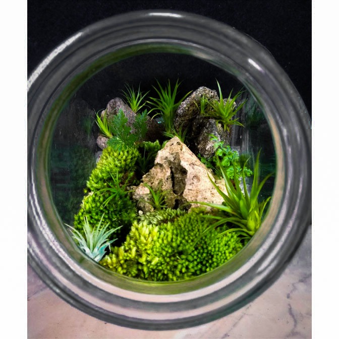 Jual Tillandsia Guzmania Mikro / Mini Tanaman Paludarium Terarium ...
