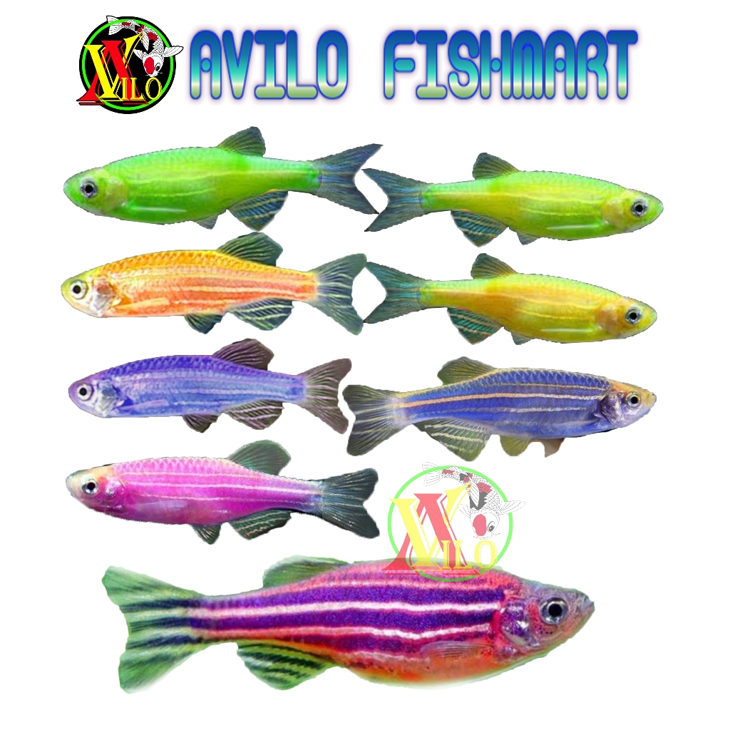 Jual ikan hias danio zebra warna campur aquascape fish menyala | Shopee ...