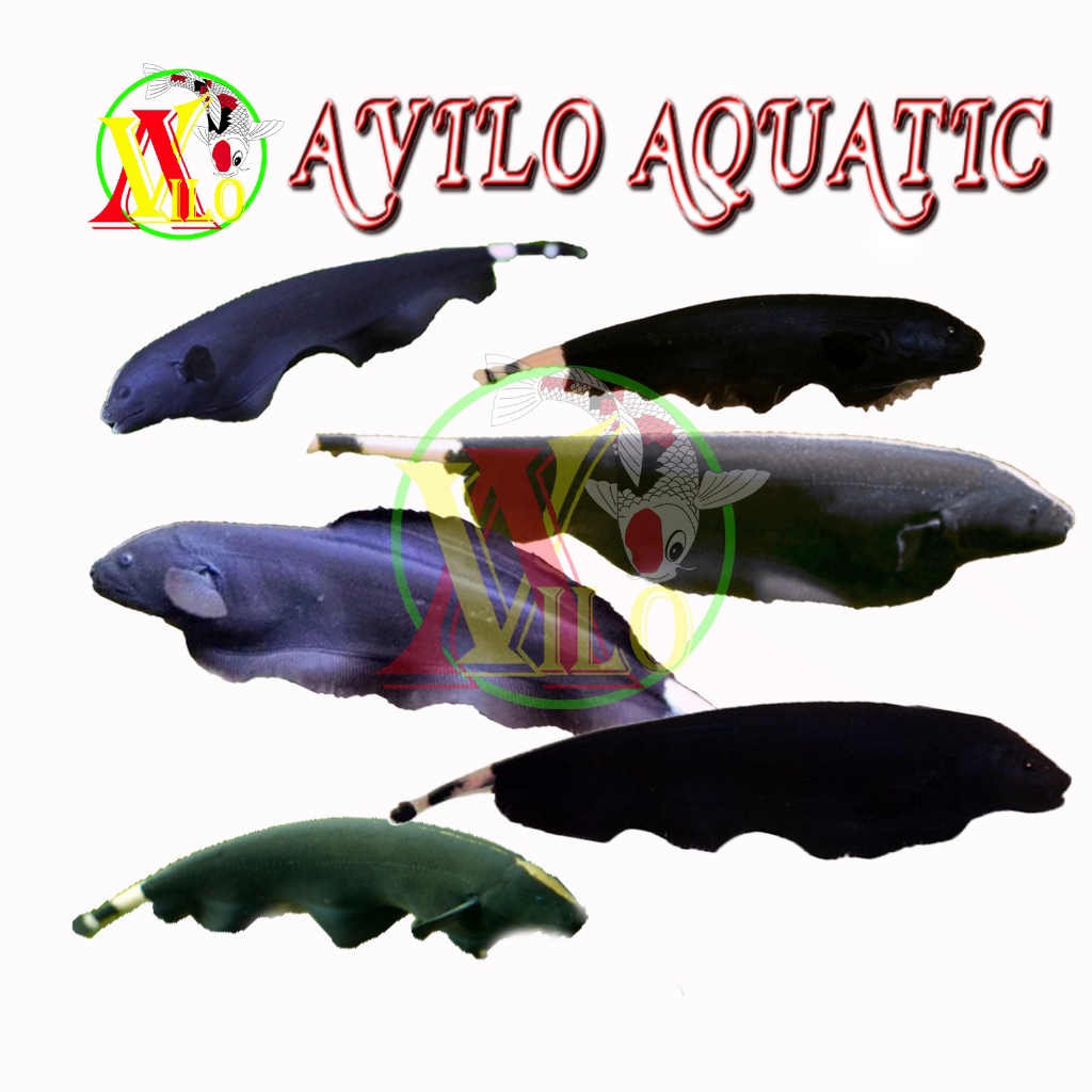 Jual ikan hias aquascape bulu ayam black ghost setan hitam kecil 4 - 5 ...