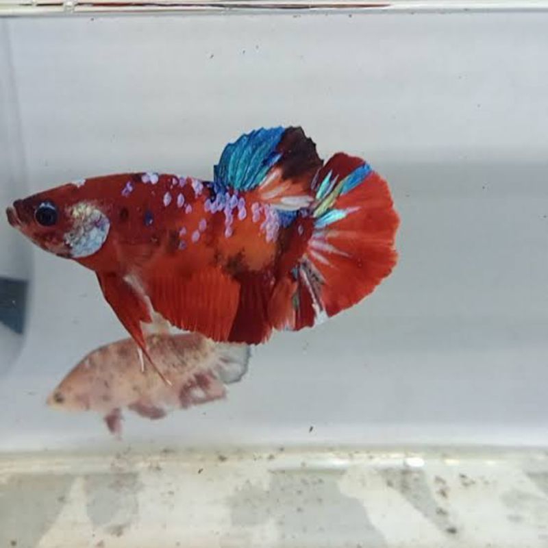 Jual promo cupang giant multi galaxy cocok untuk hiasan akuarium ...