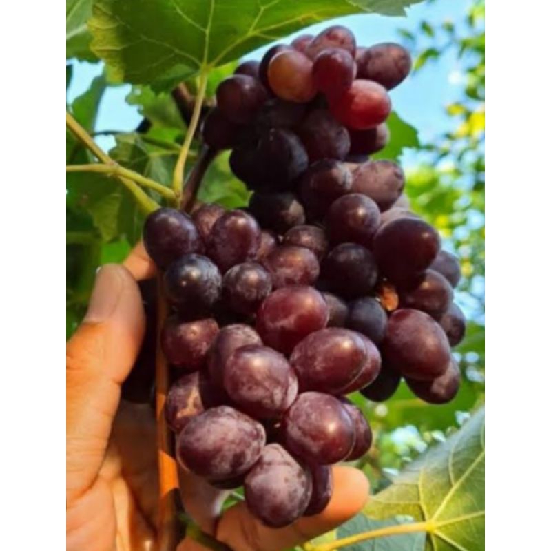 Jual BIBIT ANGGUR IMPORT EARLY ADORA | Shopee Indonesia