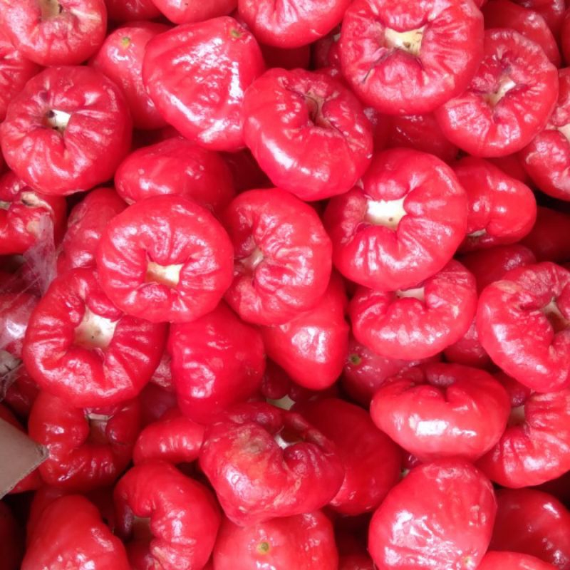 Jual JAMBU AIR RUJAK 1KG | Shopee Indonesia