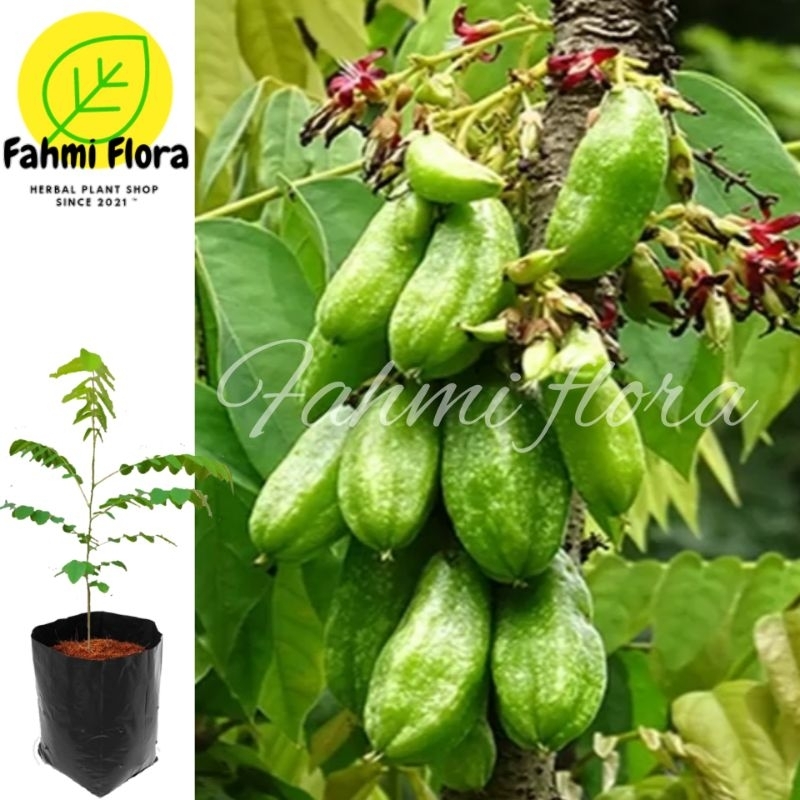 Jual tanaman BELIMBING WULUH (Averrhoa bilimbi) | Shopee Indonesia