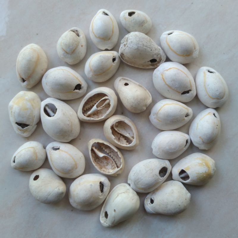 Jual Media Barter Primitif Kuno Uang Kerang 1 Cowrie Era India Cina ...