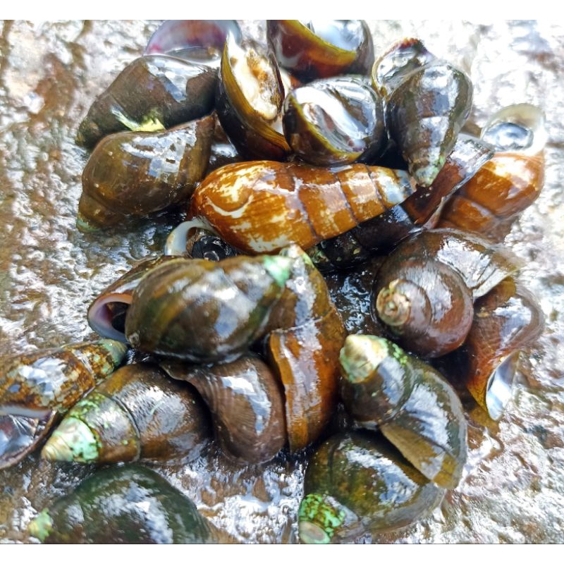Jual Siput Kali Siput Sungai Segar 1kg msh Hidup | Shopee Indonesia