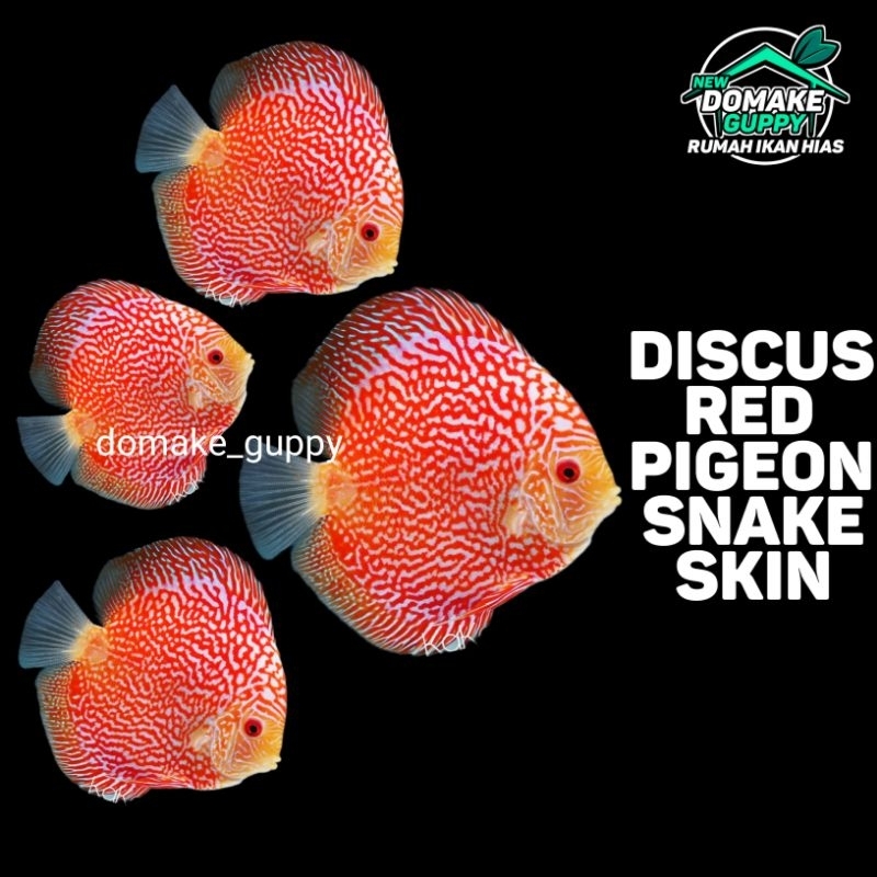 Jual Packing Stayrofoam (Discus Red Pigeon Snake Skin) | Shopee Indonesia