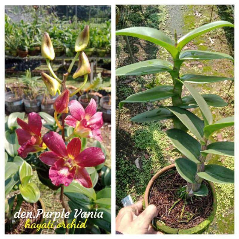 Jual Anggrek Dendrobium Purple Vania | Shopee Indonesia