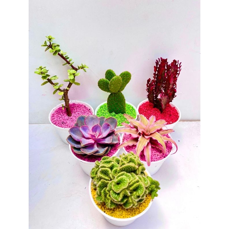 Jual panda green mix succulent medium size (Free pot putih 10cm, media ...
