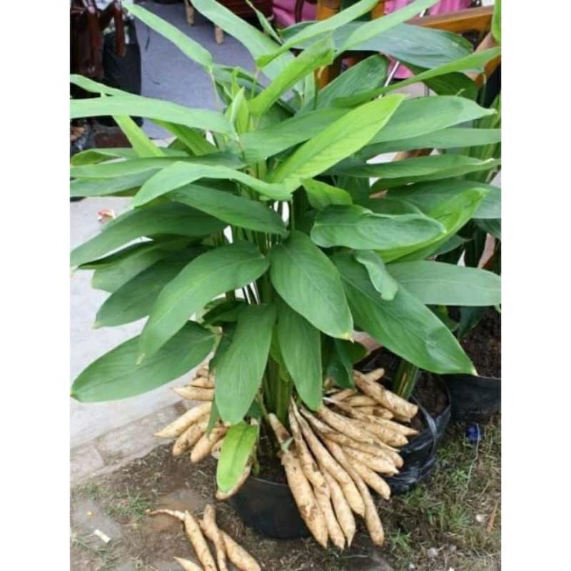 Jual bibit tanaman garut murah calathea garut pohon Garut umbi marantha ...