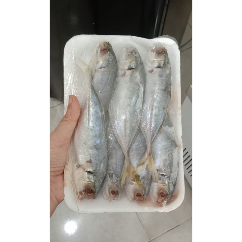 Jual Ikan hapau kecil | Shopee Indonesia