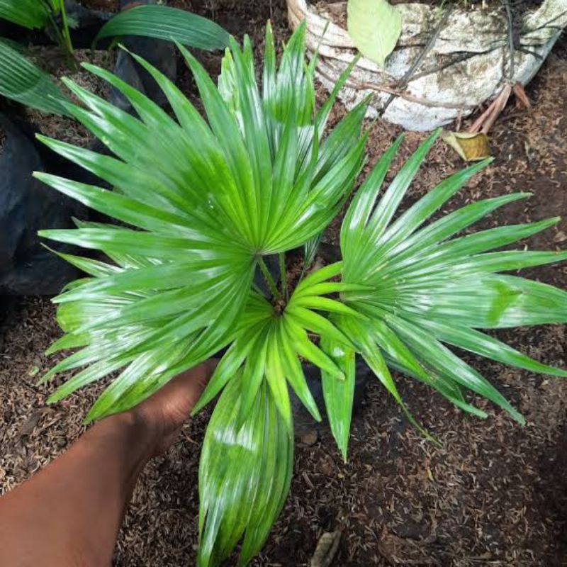 Jual (BISA COD) Tanaman Hias Palem bintang tanaman outdoor / Pohon ...