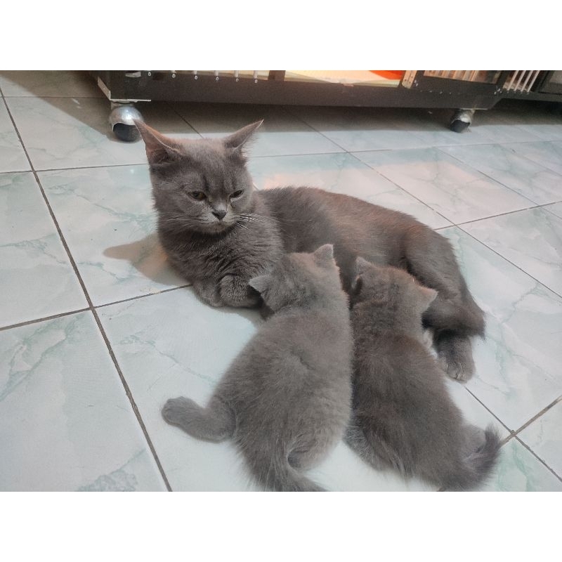 Jual foto kucing bsh | Shopee Indonesia