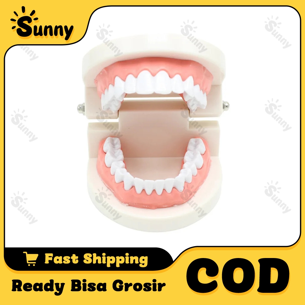 Jual Model Gigi Edukasi Phantom Gigi Lepasan Model Study Gigi Alat ...