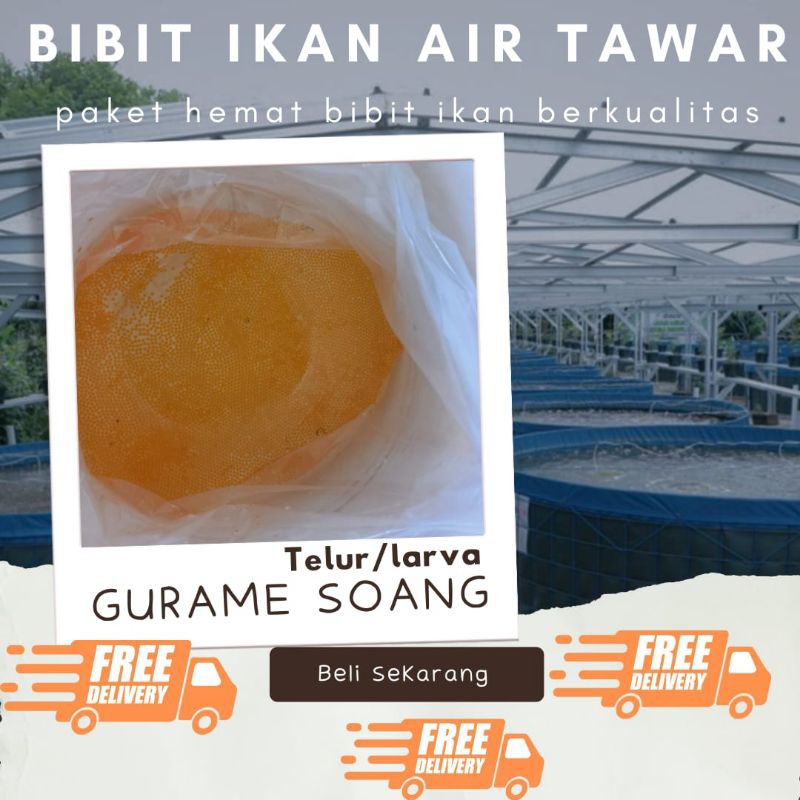 Jual TELUR GURAME SOANG PAKET 500 TELUR GURAME SOANG MURAH LARVA BIBIT ...
