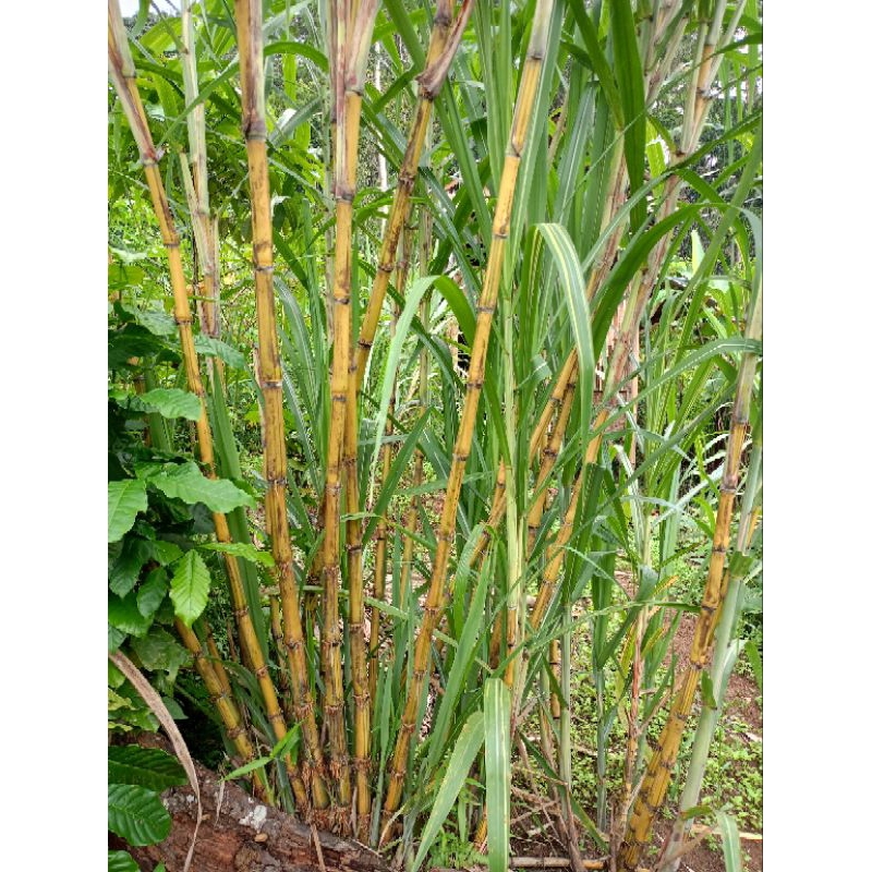 Jual Tebu kuning segar konsumsi 1 kilo | Shopee Indonesia