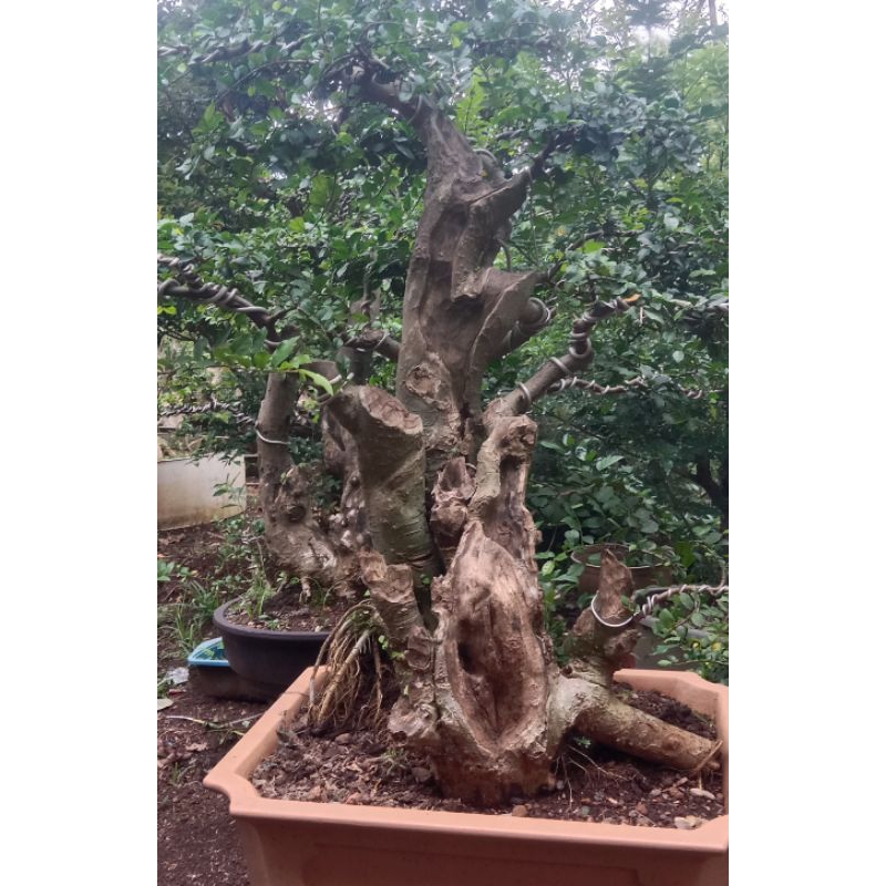 Jual bahan bonsai serut kelakter tuaa | Shopee Indonesia