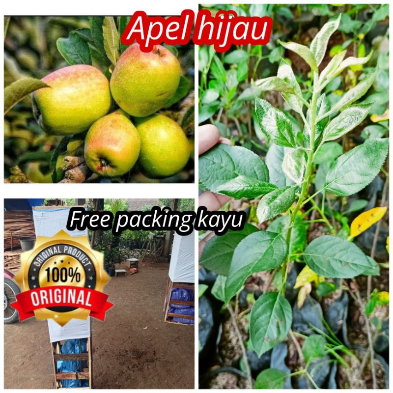 Jual Bibit Apel Hijau Cangkok | Shopee Indonesia