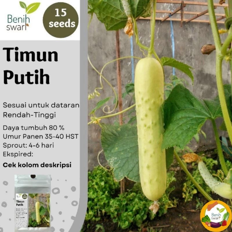 Jual Benih Swari: (isi 15 butir) Benih Timun Putih | Shopee Indonesia